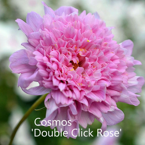 Cosmos 'Double Click Rose' | Shop - Country Garden UK