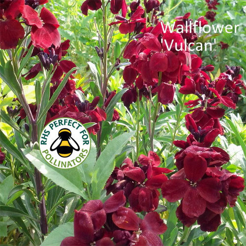 Wallflower 'Vulcan' | Shop - Country Garden UK