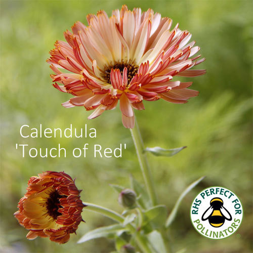 Calendula officinalis Touch of Red Mixed | Shop - Country Garden UK