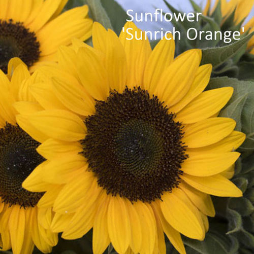 Helianthus F1 'Sunrich Orange' | Shop - Country Garden UK