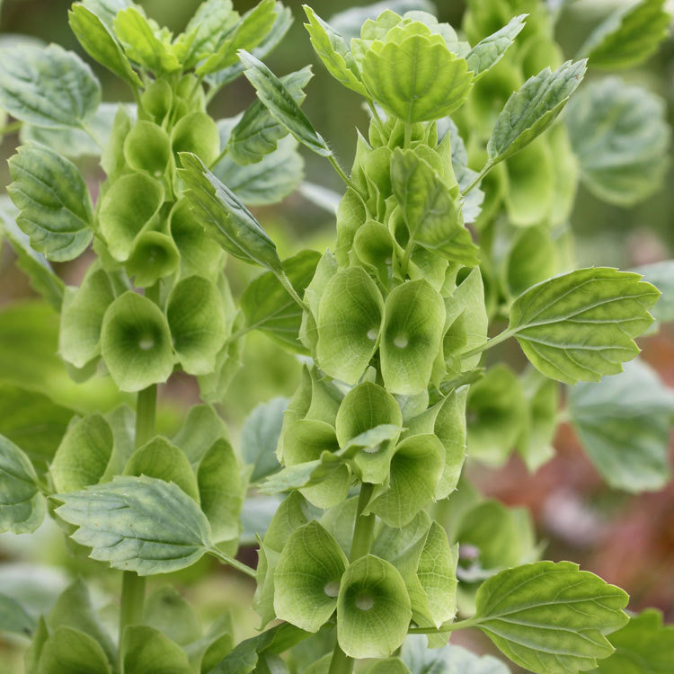 Molucella laevis | Shop - Country Garden UK