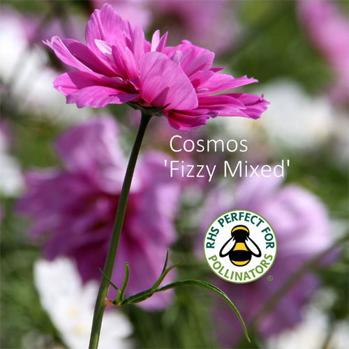 Cosmos bipinnatus 'Fizzy Mixed' | Shop - Country Garden UK
