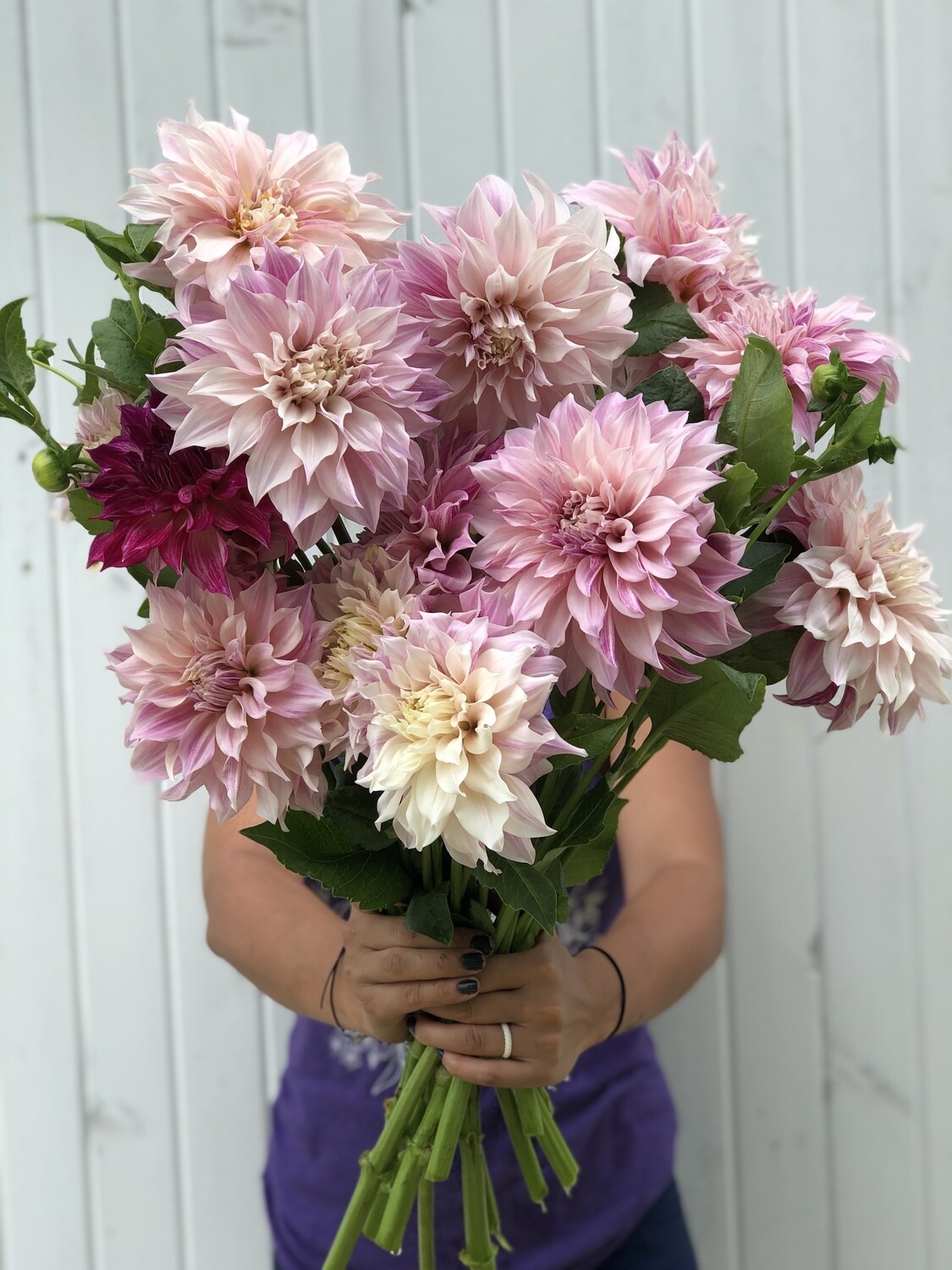 dahlia-cafe-au-lait