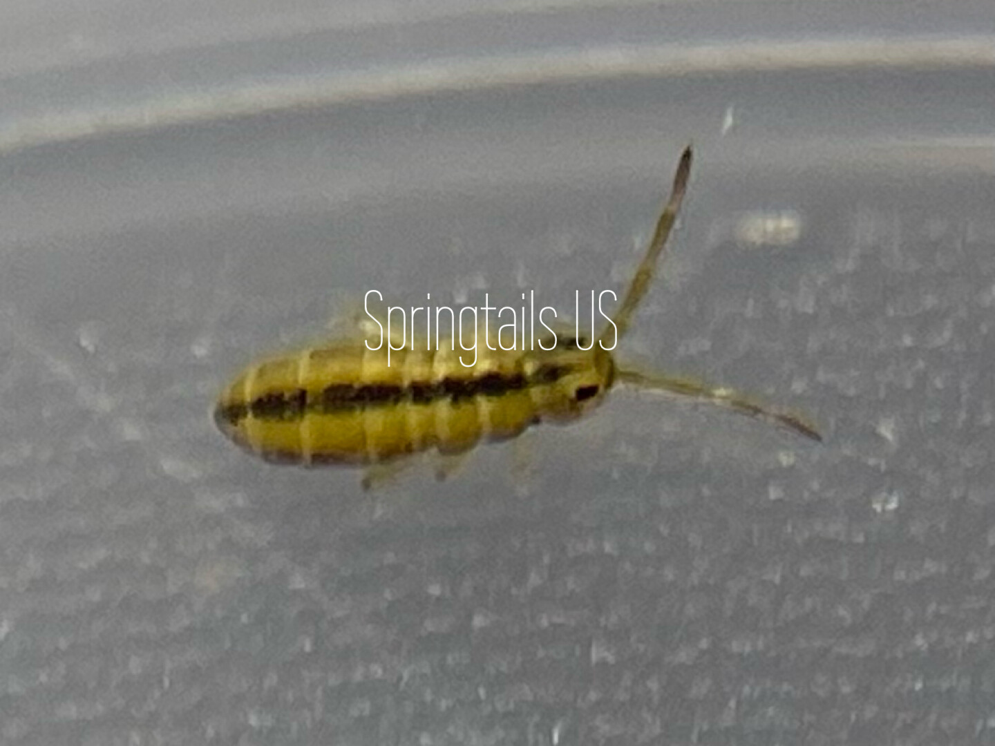 20 Yellow Marsh Springtails (Isotomurus palustris)