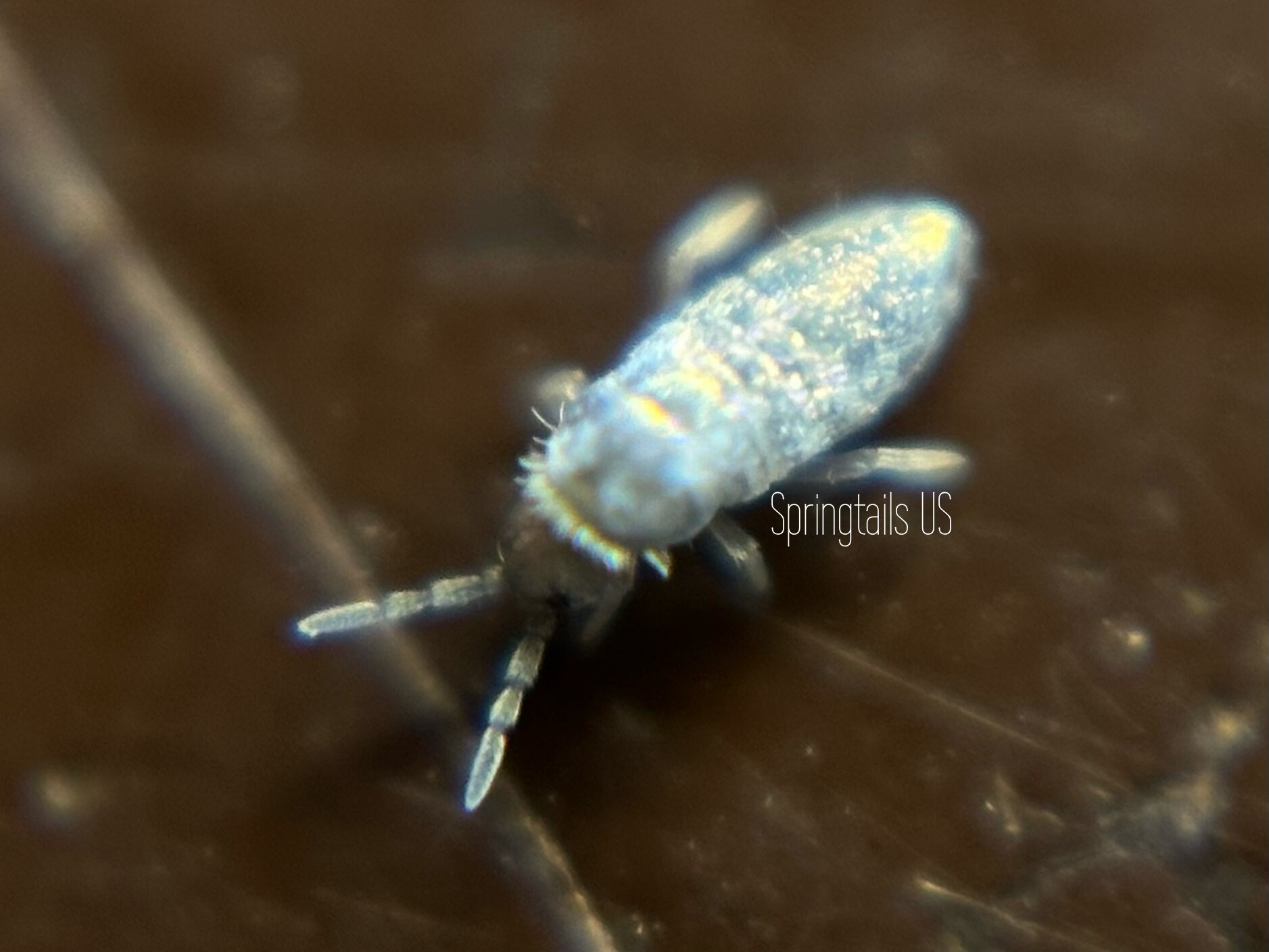 Semi-Arid Springtails