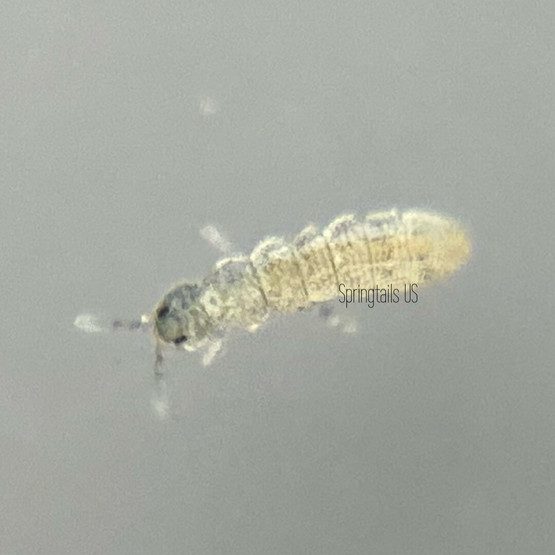 High Moisture Cleanup Crew