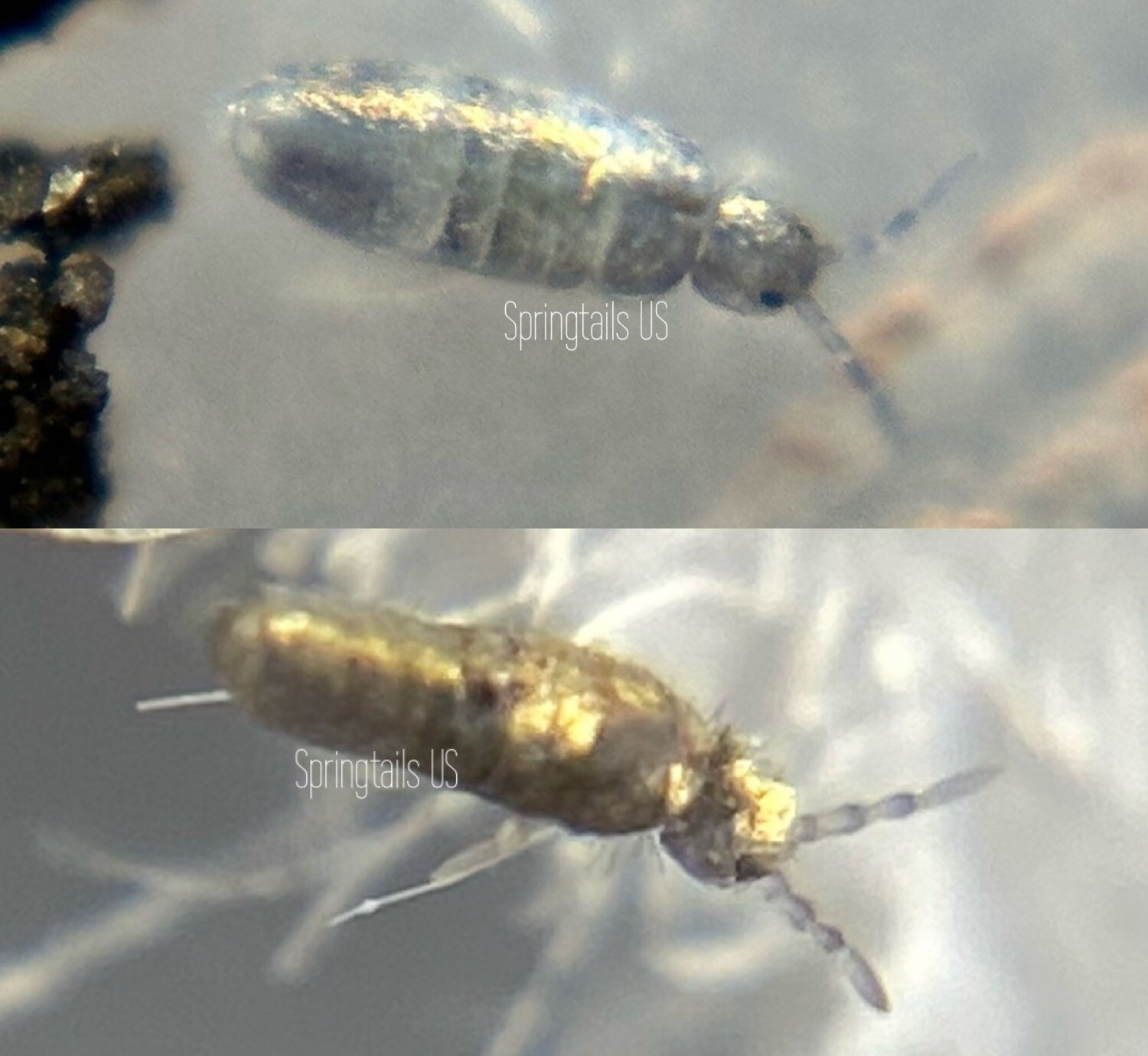 50 Micro Gold Springtails (Lepidocyrtus sp.)