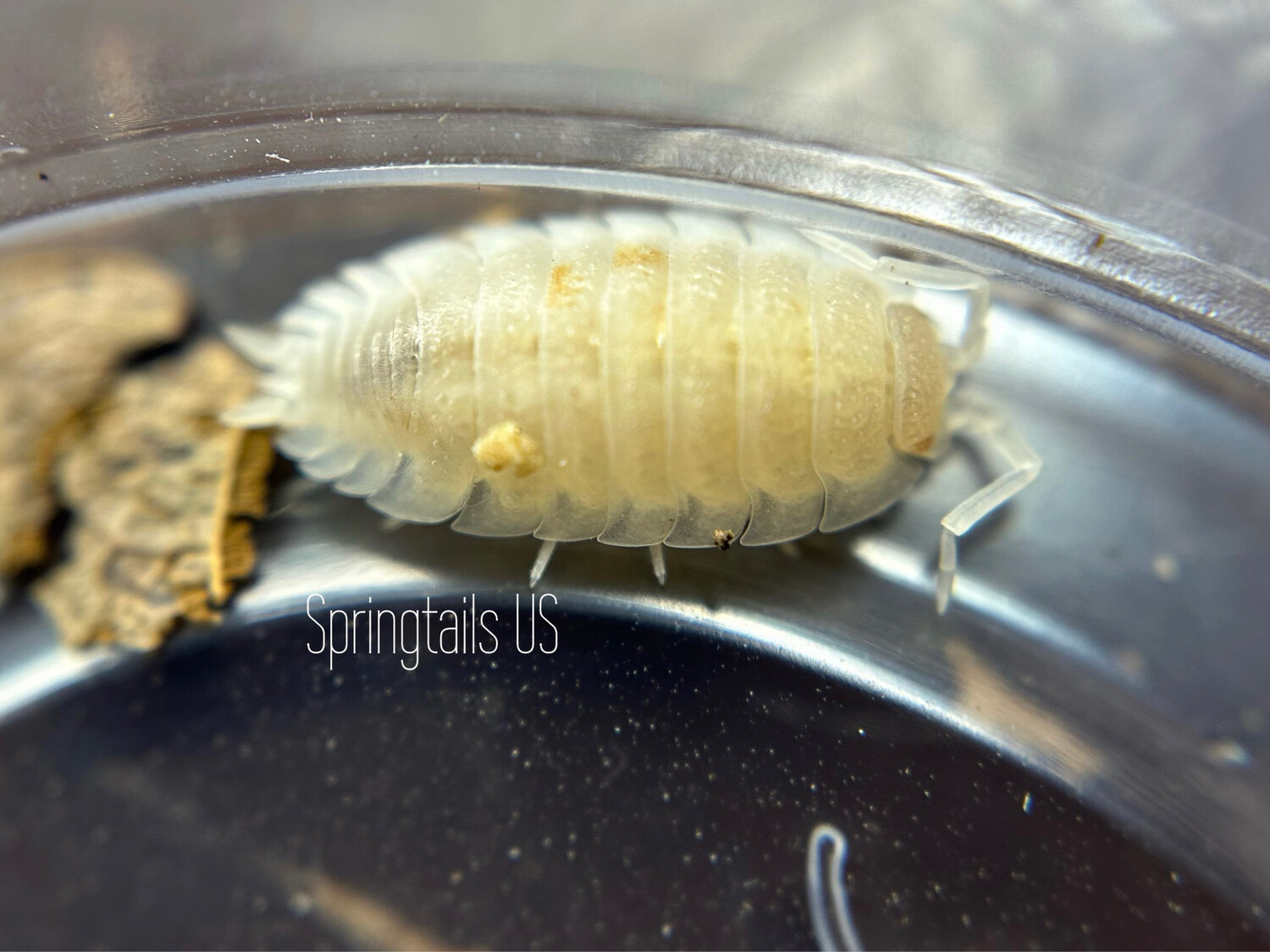 10ct Snow Koi Isopods (Porcellio scaber)
