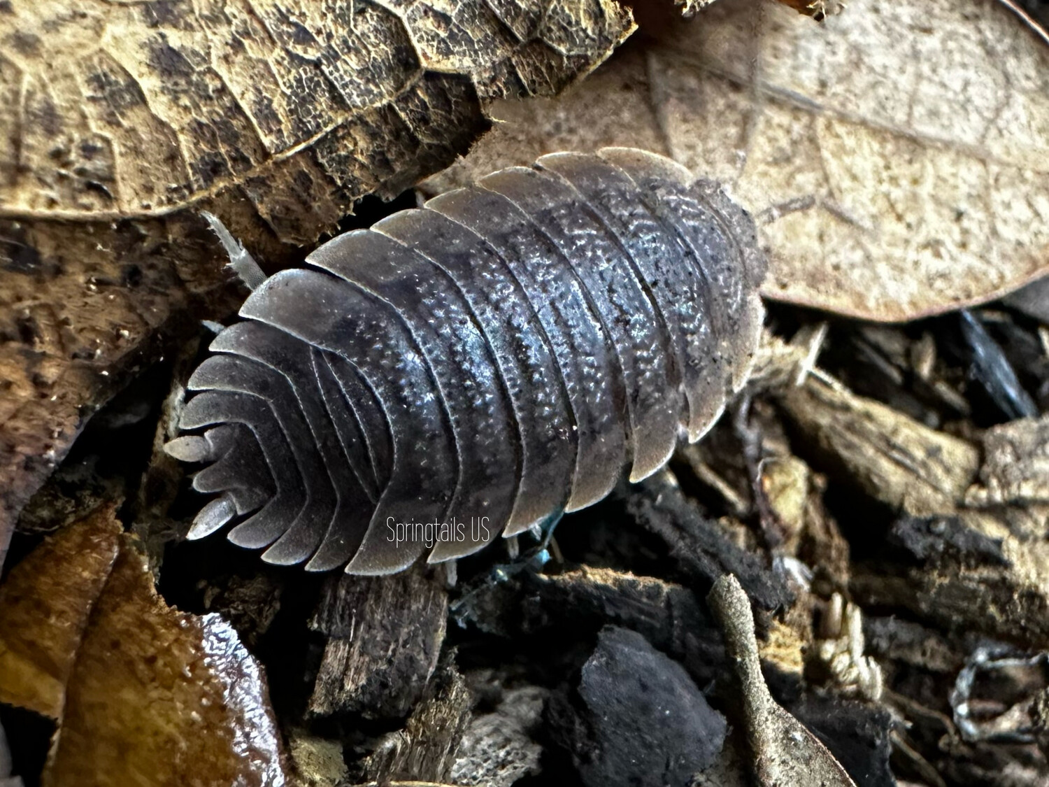 10ct Giant Canyon Isopods (Porcellio dilatatus)
