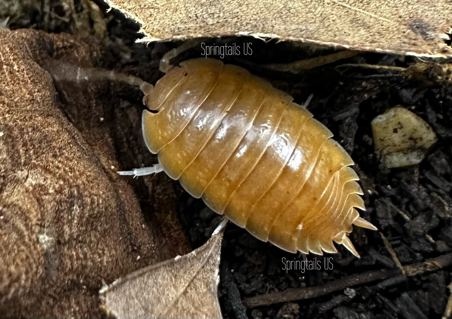 10ct Porcellio laevis “Orange”
