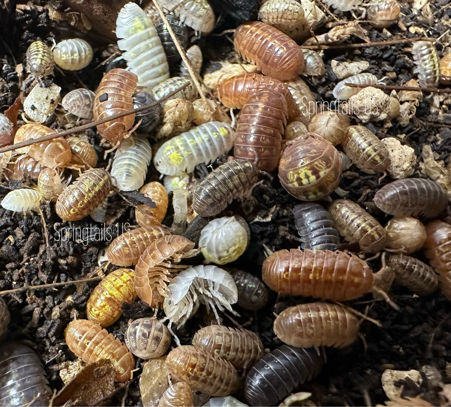 10ct Gem Mix Isopods (Armadillidium vulgare)