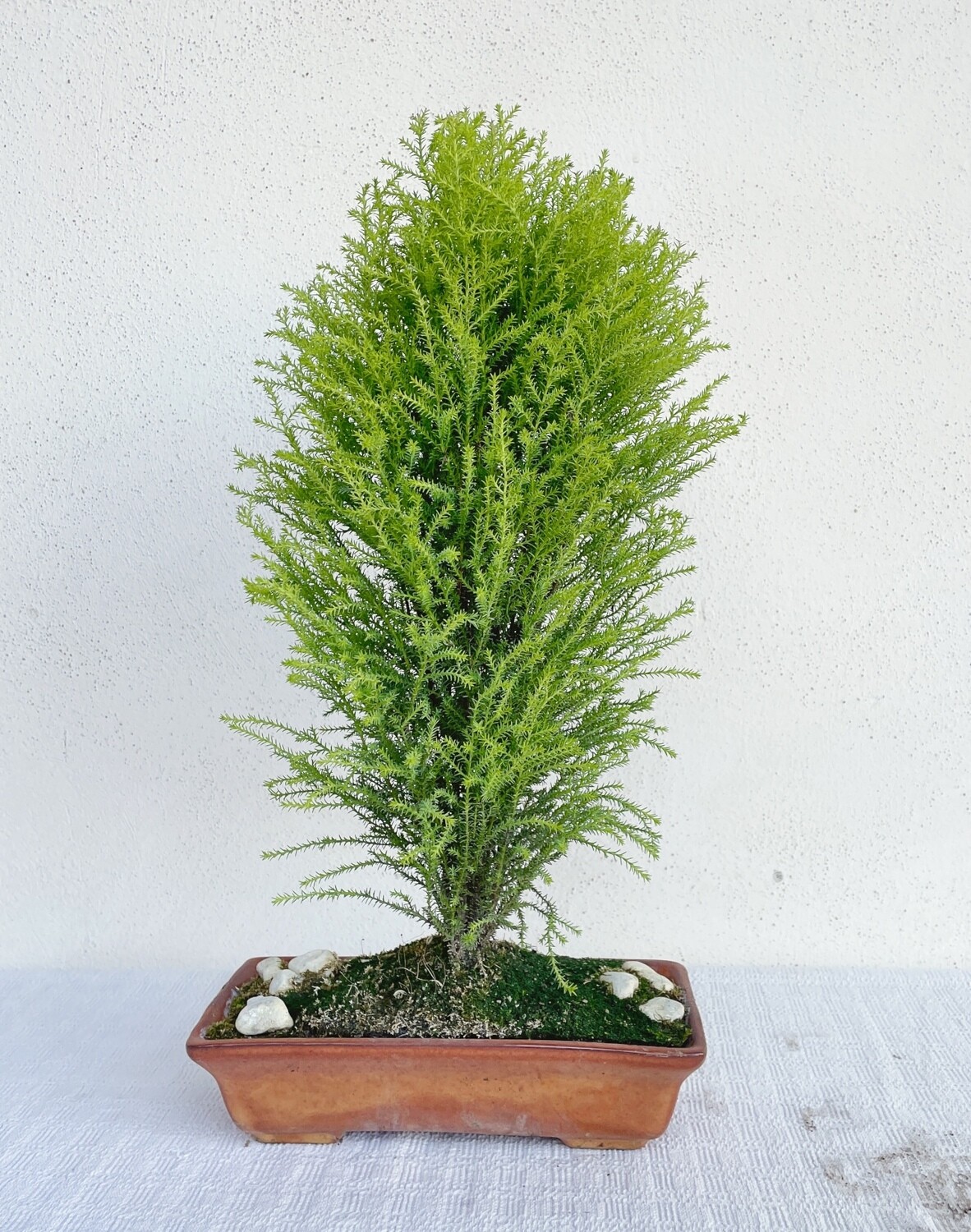 Bonsai di Cipresso, Cupressus Macrocarpa Goldcrest