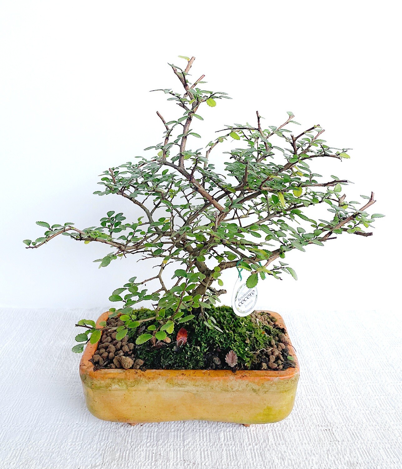 Bonsai di Olmo Cinese, Ulmus parvifolia "microphylla"
