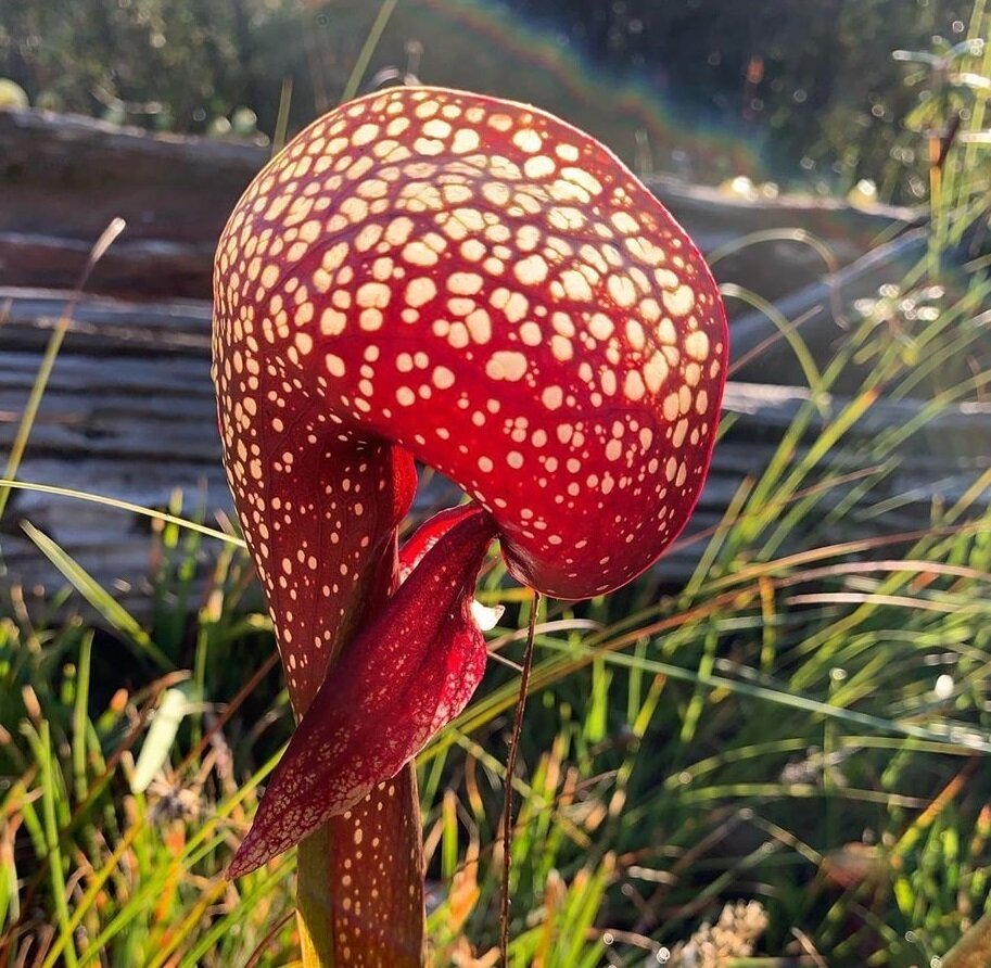 Cobra Plant - Darlingtonia californica | Rare Plant Seeds | Whimsy and ...