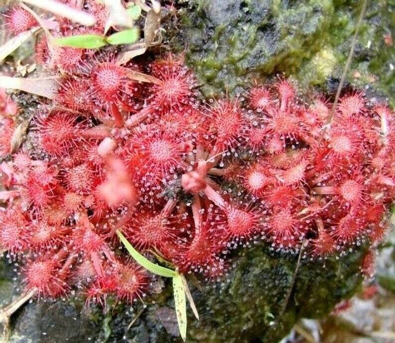Dwarf Sundew - Drosera Brevifolia | Rare Plant Seeds | Whimsy and Wonder