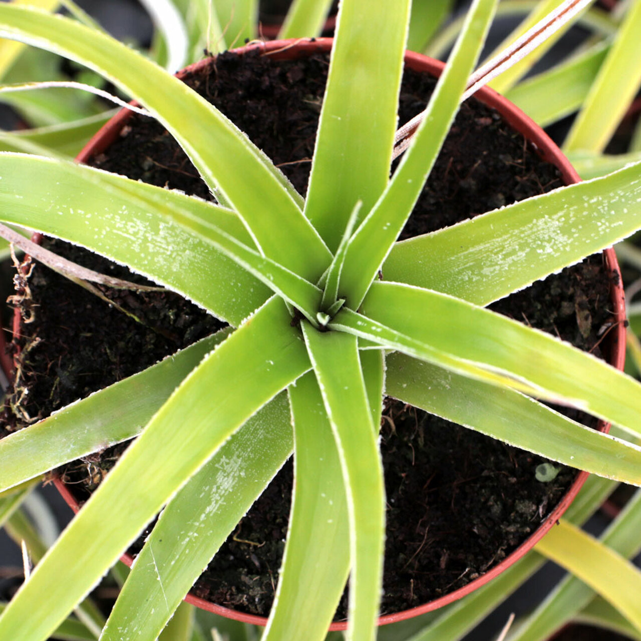 False Agave - Hechtia tillandsioides | Rare Plant Seeds | Whimsy and Wonder
