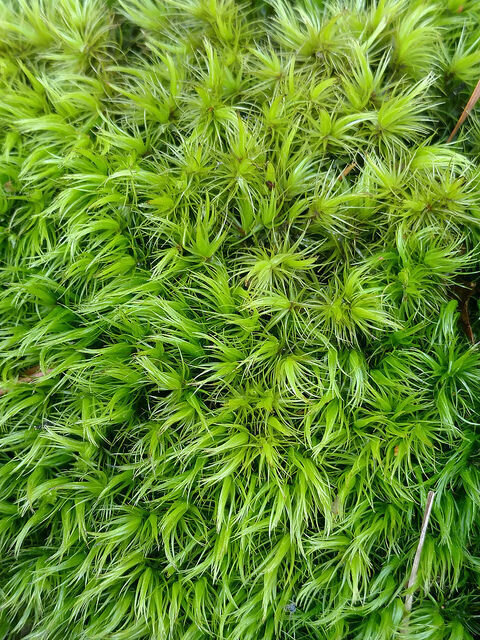 Live Broom Fork Moss