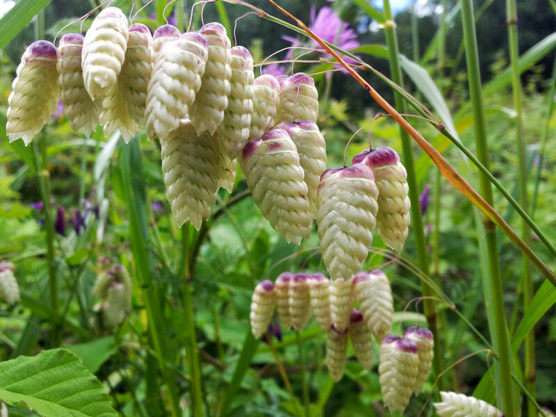Quaking Grass - Briza maxima | Rare Plant Seeds | Whimsy and Wonder