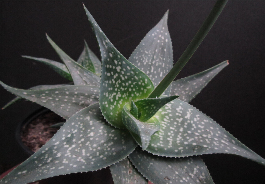 Smooth Aloe - Aloe imalotensis var. longeracemosa | Rare Plant Seeds ...