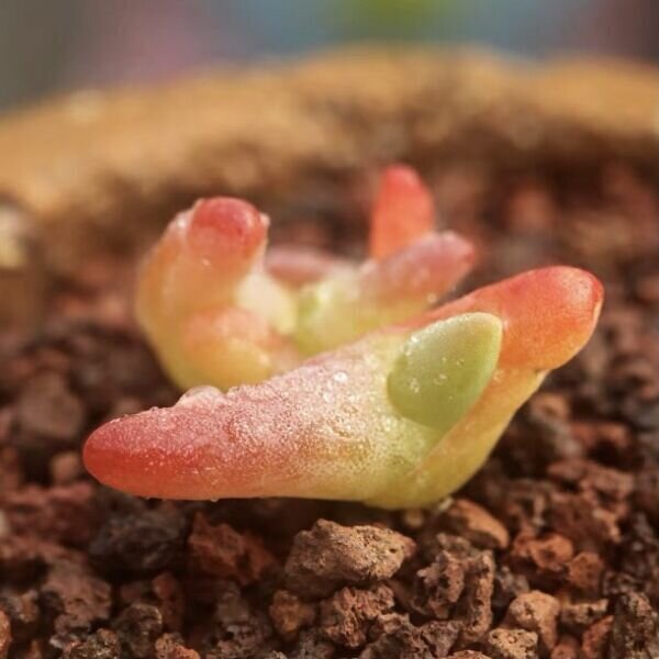 Finger-and-Thumb Plant - Pink - Mesembryanthemum digitatum ...