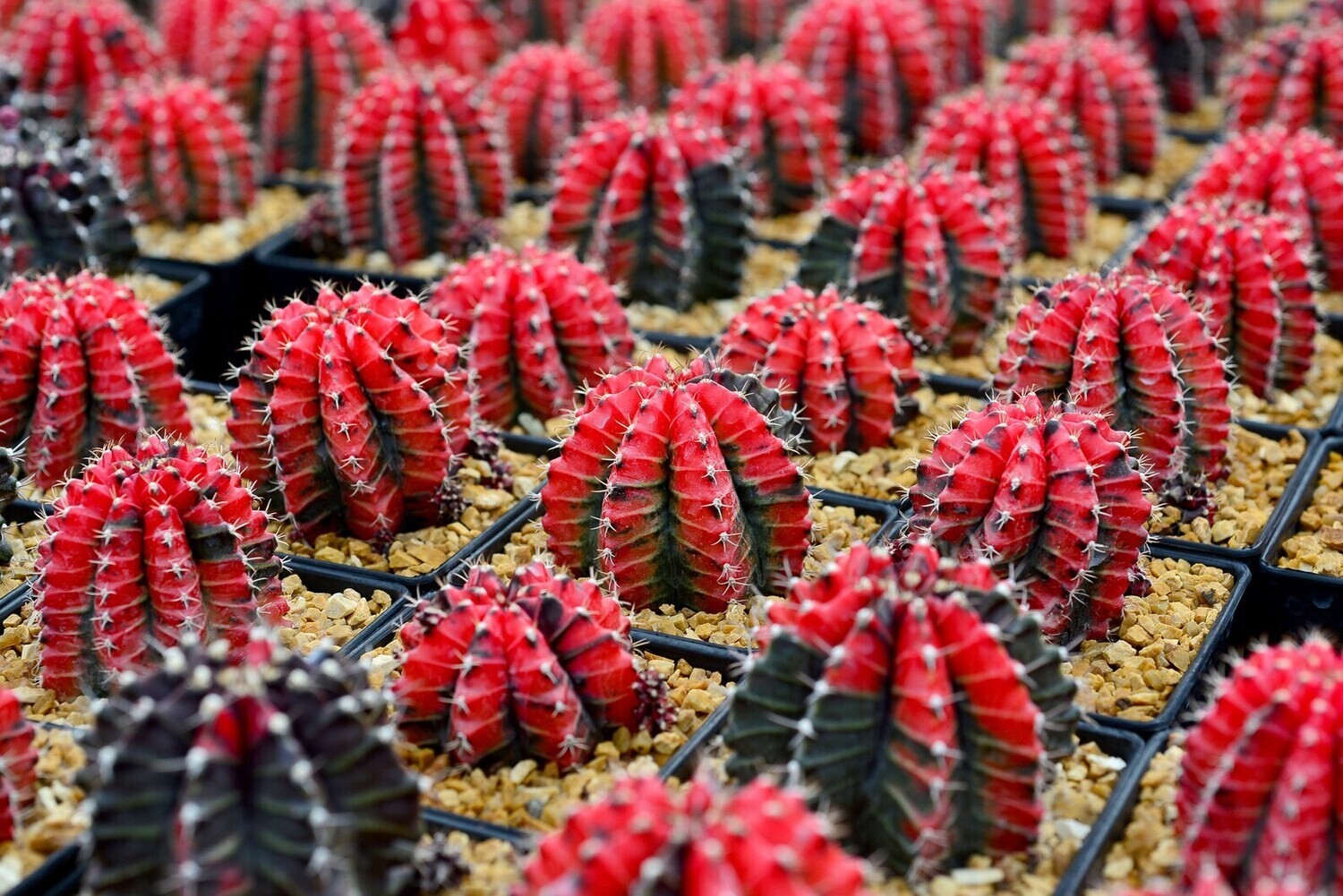 Varigated Moon Cactus - Japanese Crimson - Gymnocalycium mihanovichii ...