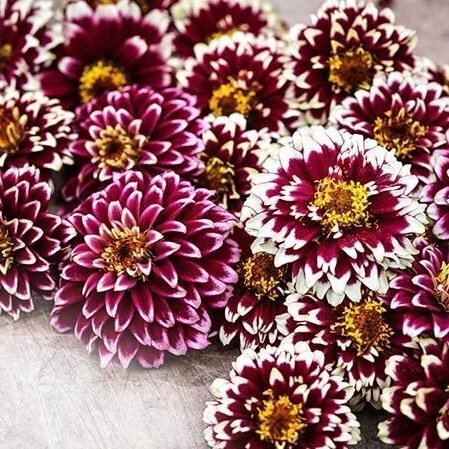 Jazzy Red Zinna- Zinnia elegans 'Jazzy Red' | Rare Plant Seeds | Whimsy ...