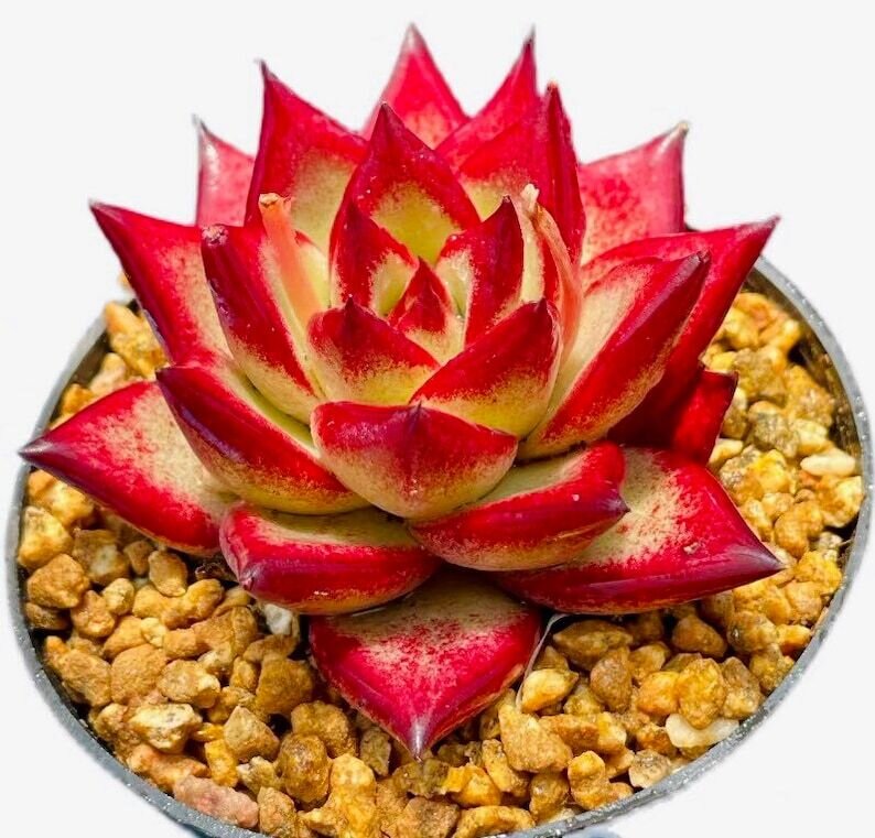 Echeveria Hybrid 2 - Echeveria 'Red Knight' X Echeveria 'Red Ebony Rare ...