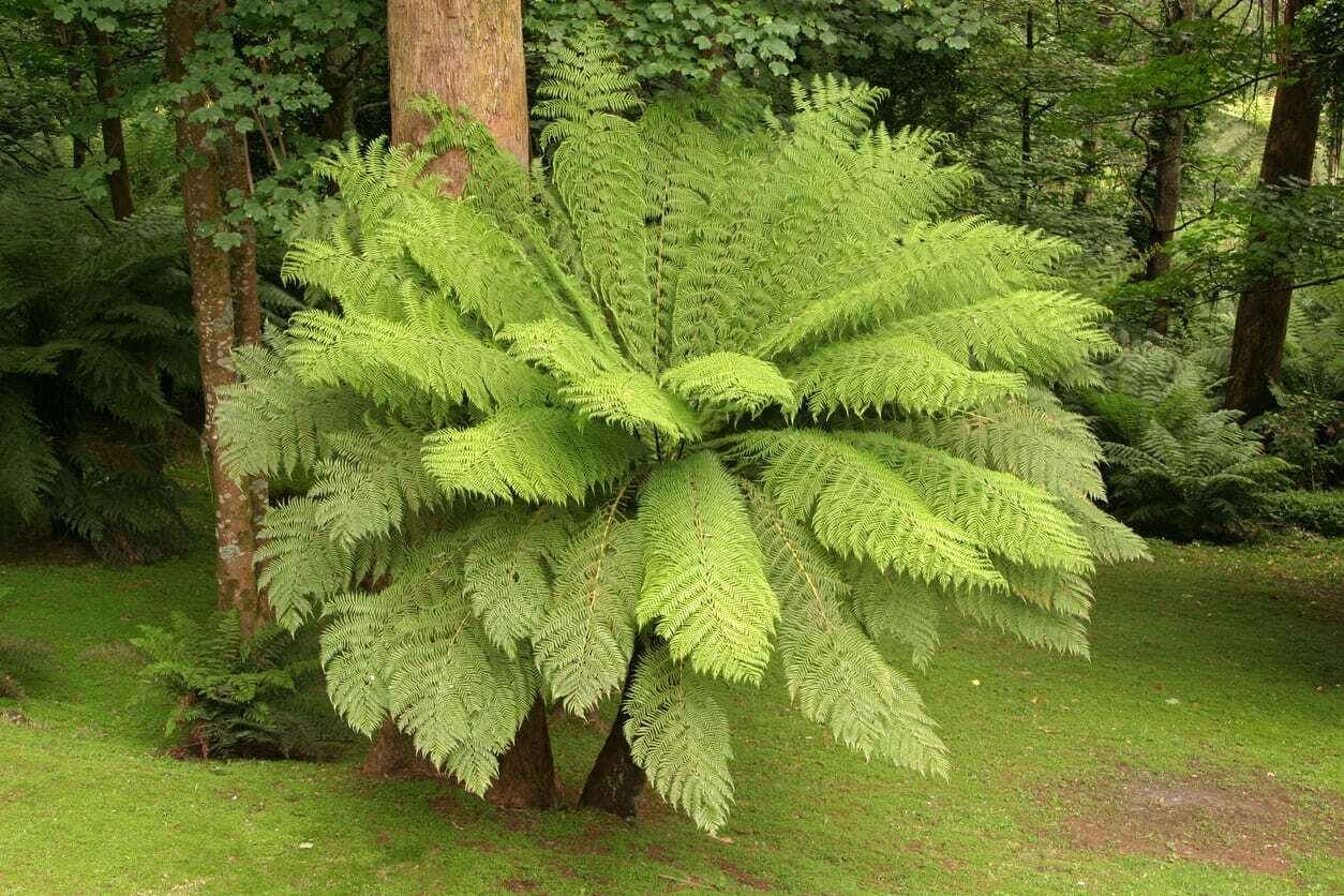Golden Leaf Tree Fern - Blechnum auratum | Rare Plant Seeds | Whimsy ...