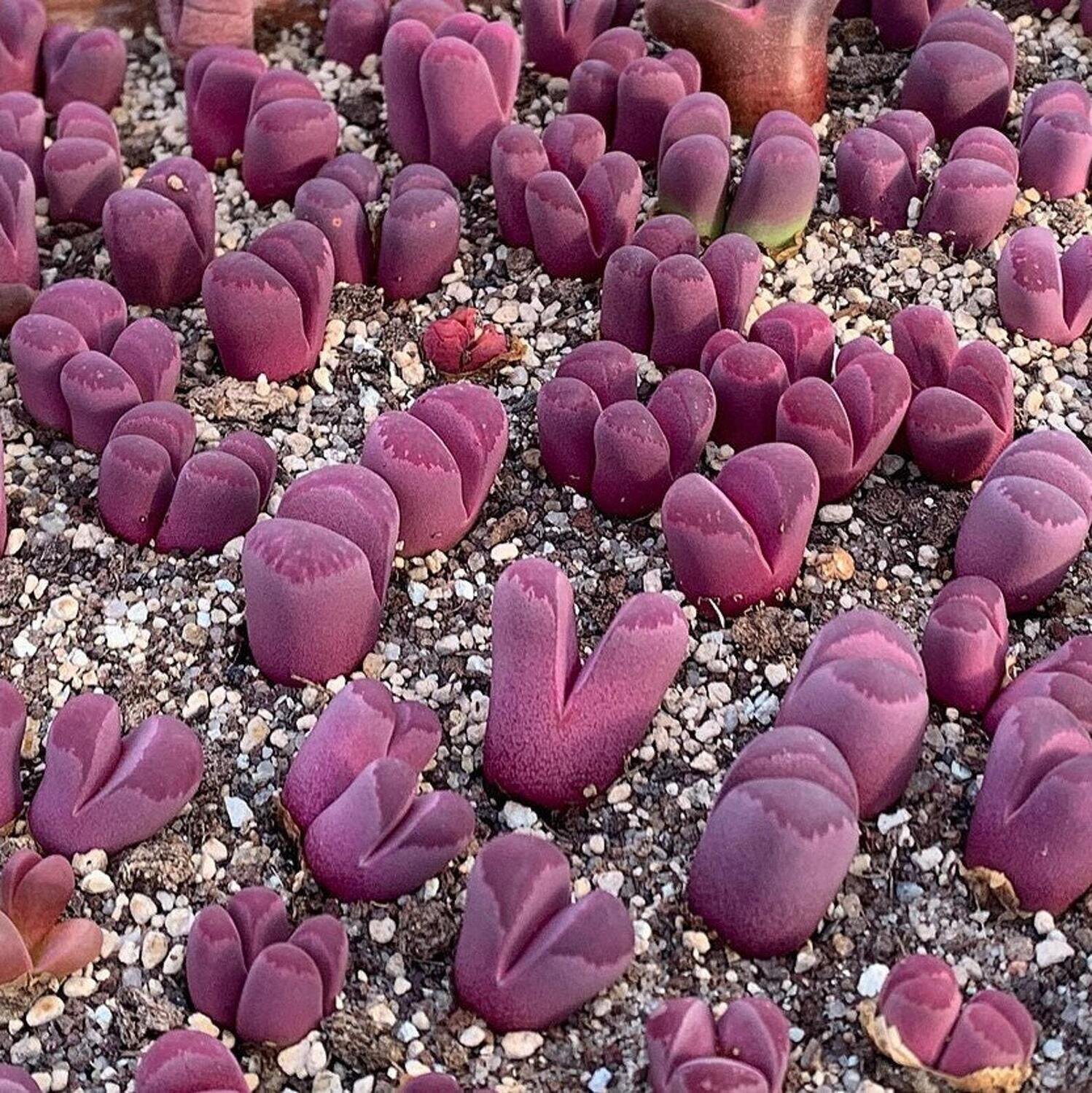 Ruby Lithops - Lithops optica 'rubra' | Rare Plant Seeds | Whimsy and ...