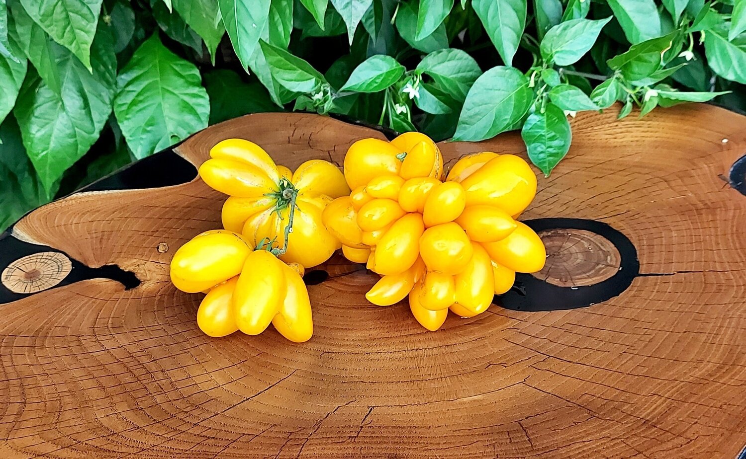 Phil'S Tomato 1 - Solanum lycopersicum | Rare Plant Seeds | Whimsy and ...