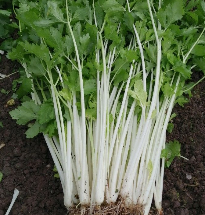 Chinese White Celery - Apium graveolens | Rare Plant Seeds | Whimsy and ...