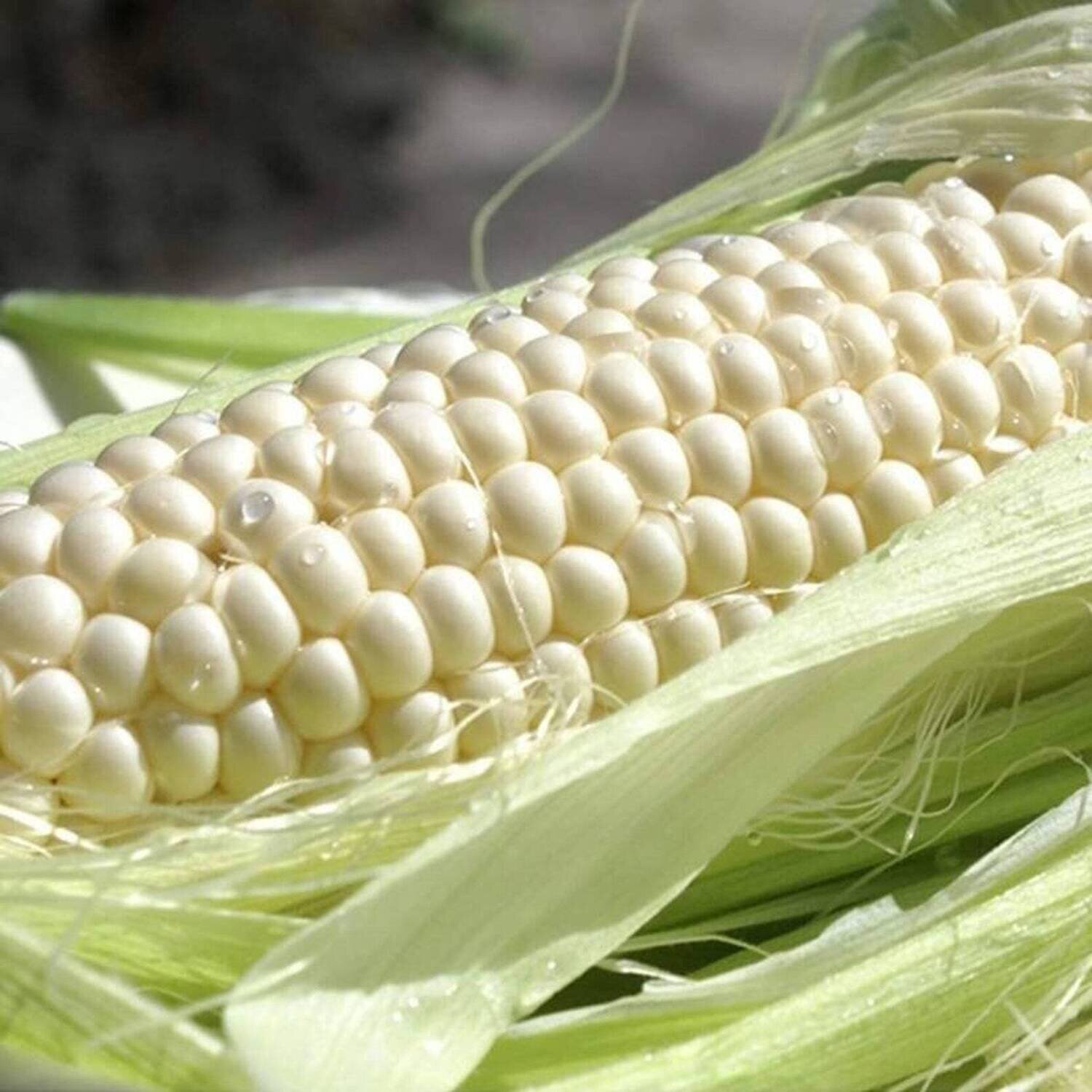 Art Verrell's White Sweet Corn- Zea mays | Rare Plant Seeds | Whimsy ...