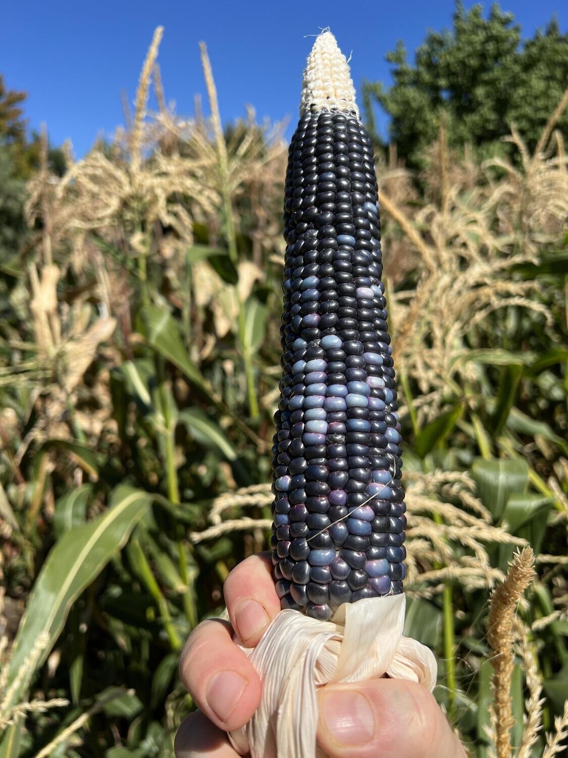 Po'Suwaegeh Blue Corn - Zea mays | Rare Plant Seeds | Whimsy and Wonder