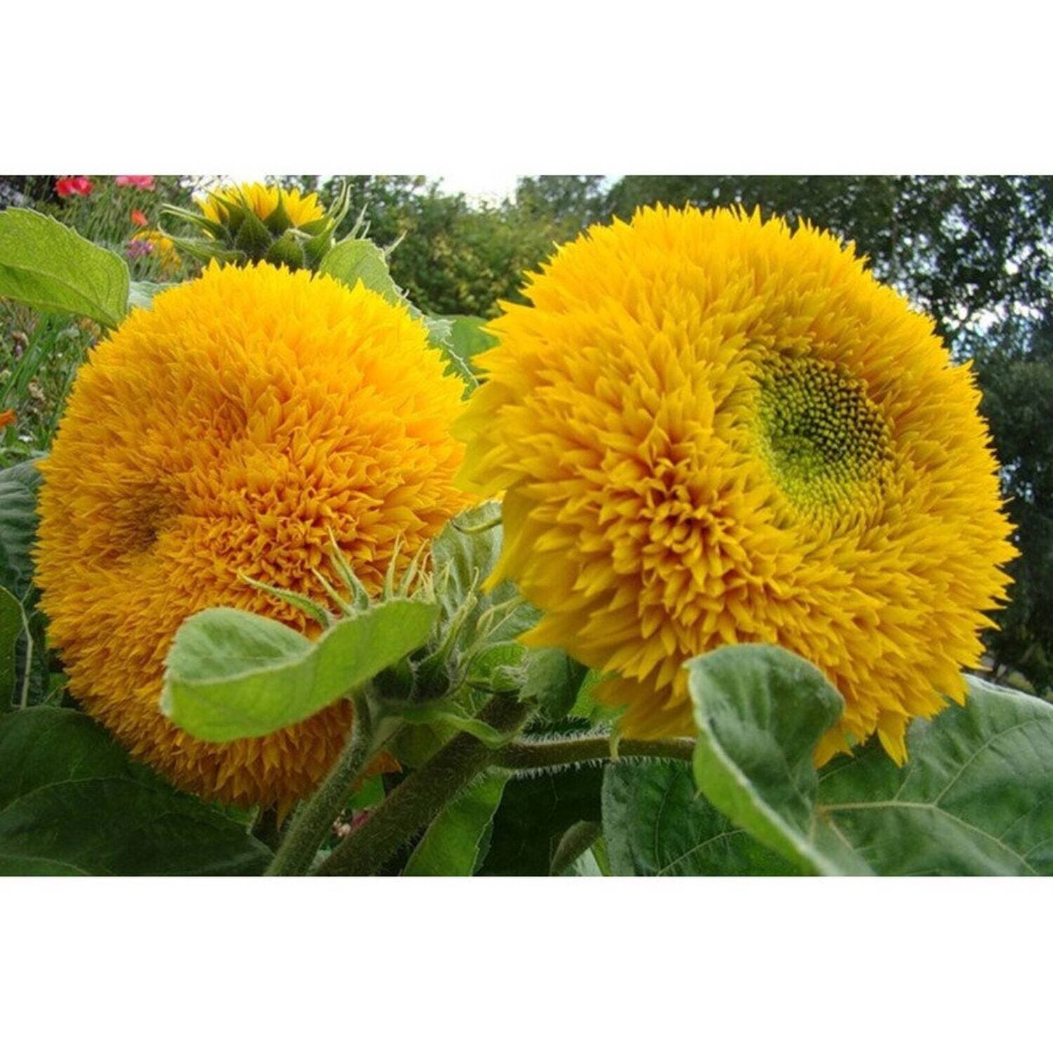 Double Sunking Sunflower - Helianthus annuus | Rare Plant Seeds ...