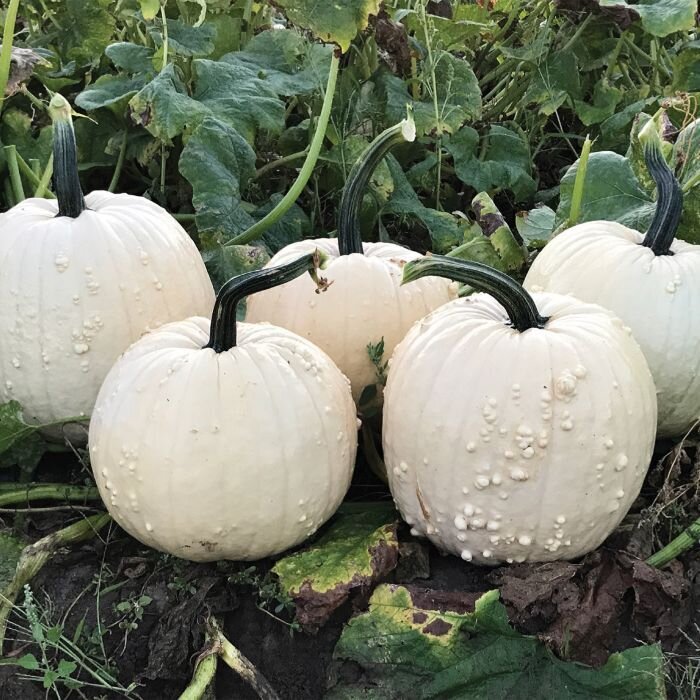 White Specter Pumpkin - Cucurbita sp. | Rare Plant Seeds | Whimsy and ...