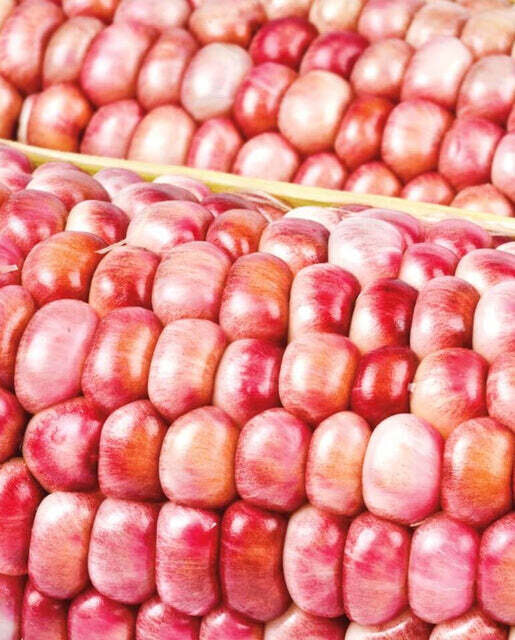 Blushing Rose Pink Corn - Zea mays | Rare Plant Seeds | Whimsy and Wonder