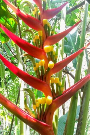 Lobster Claw Plant - Heliconia subulata 'Cauca' | Rare Plant Seeds ...