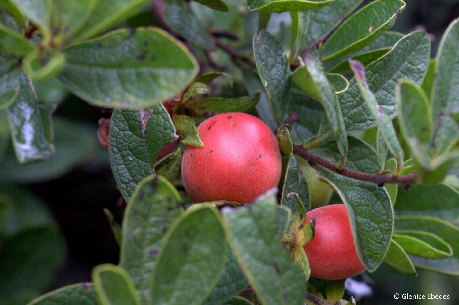 Bluebush Monkey Plum - Diospyros lycioides | Rare Plant Seeds | Whimsy ...