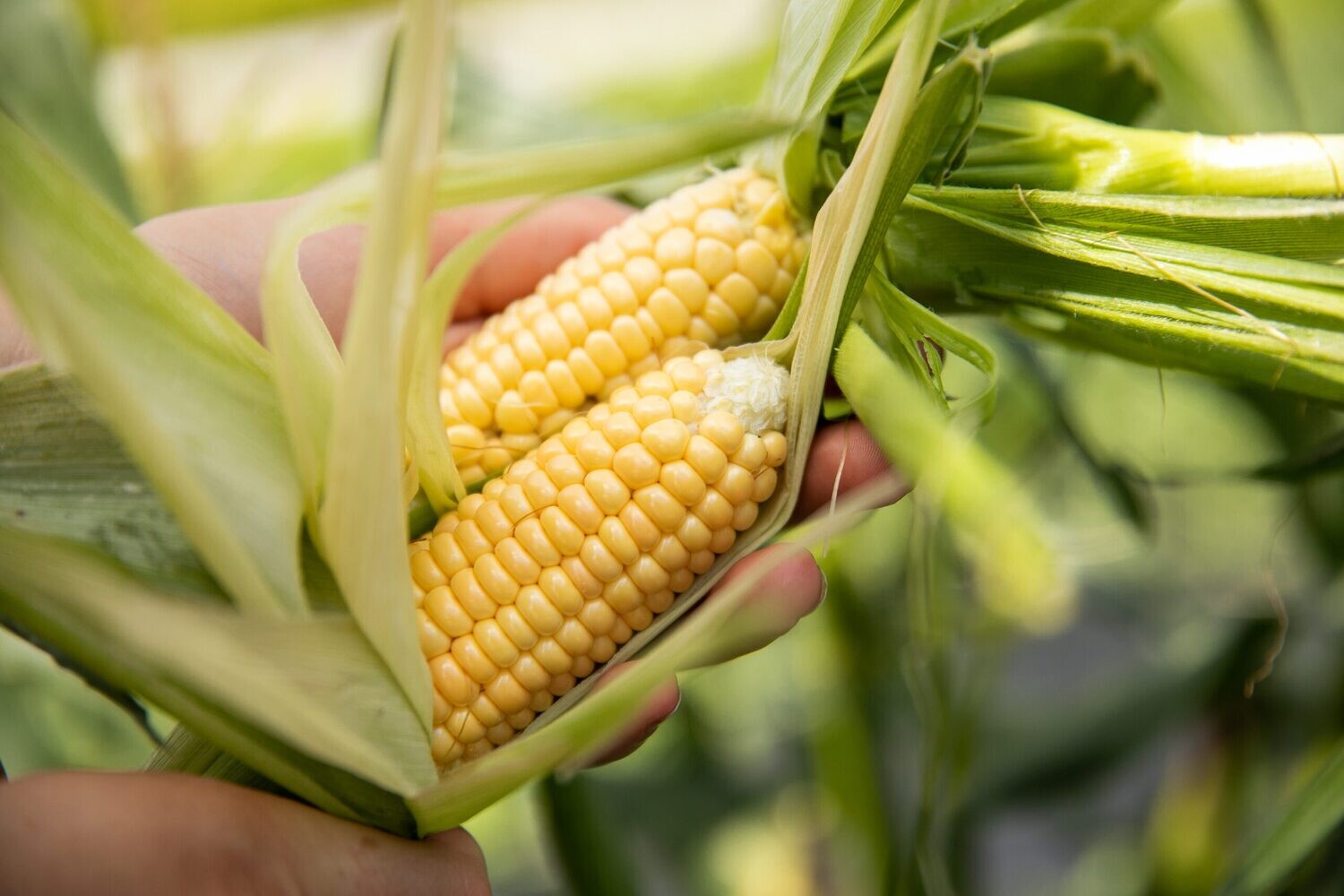Baby Orchard Sweet Corn - Zea mays | Rare Plant Seeds | Whimsy and Wonder