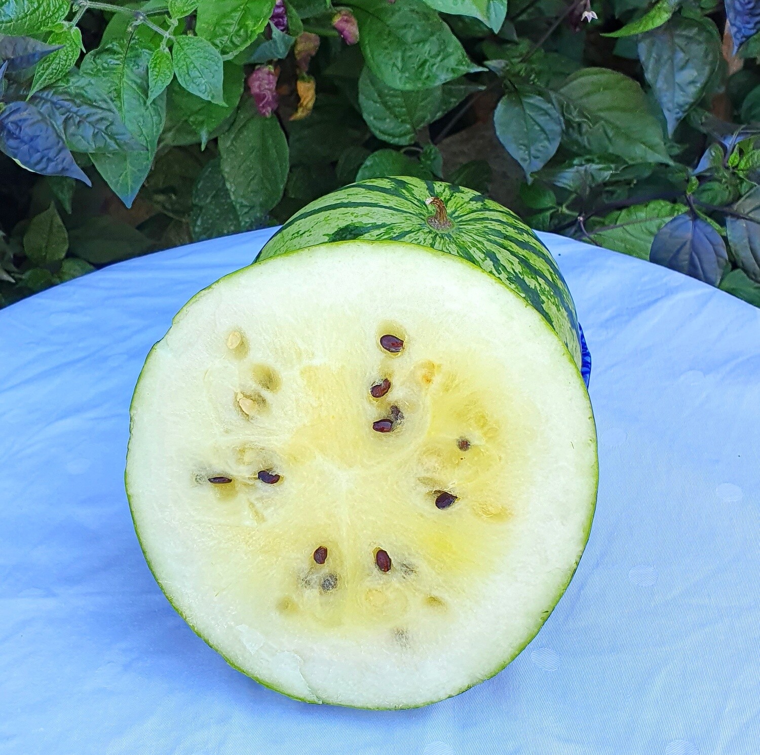 Yamato White (Silver) Watermelon - Citrullus vulgaris | Rare Plant Seeds | Whimsy and Wonder
