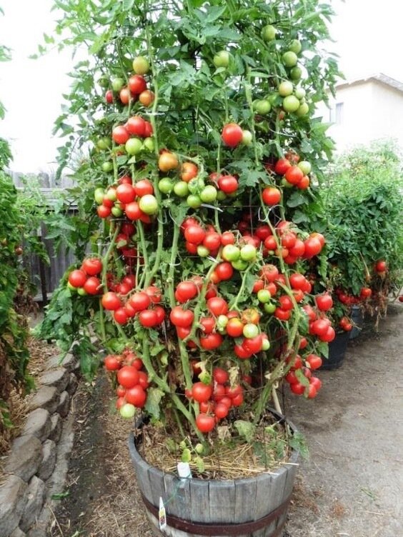 Italian Tomato Tree - Solanum lycopersicum | Rare Plant Seeds | Whimsy and Wonder