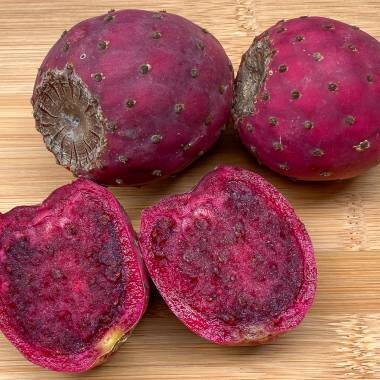 Purple Passion Prickly Pear - Opuntia streptacantha 'Zacatecas Purple ...