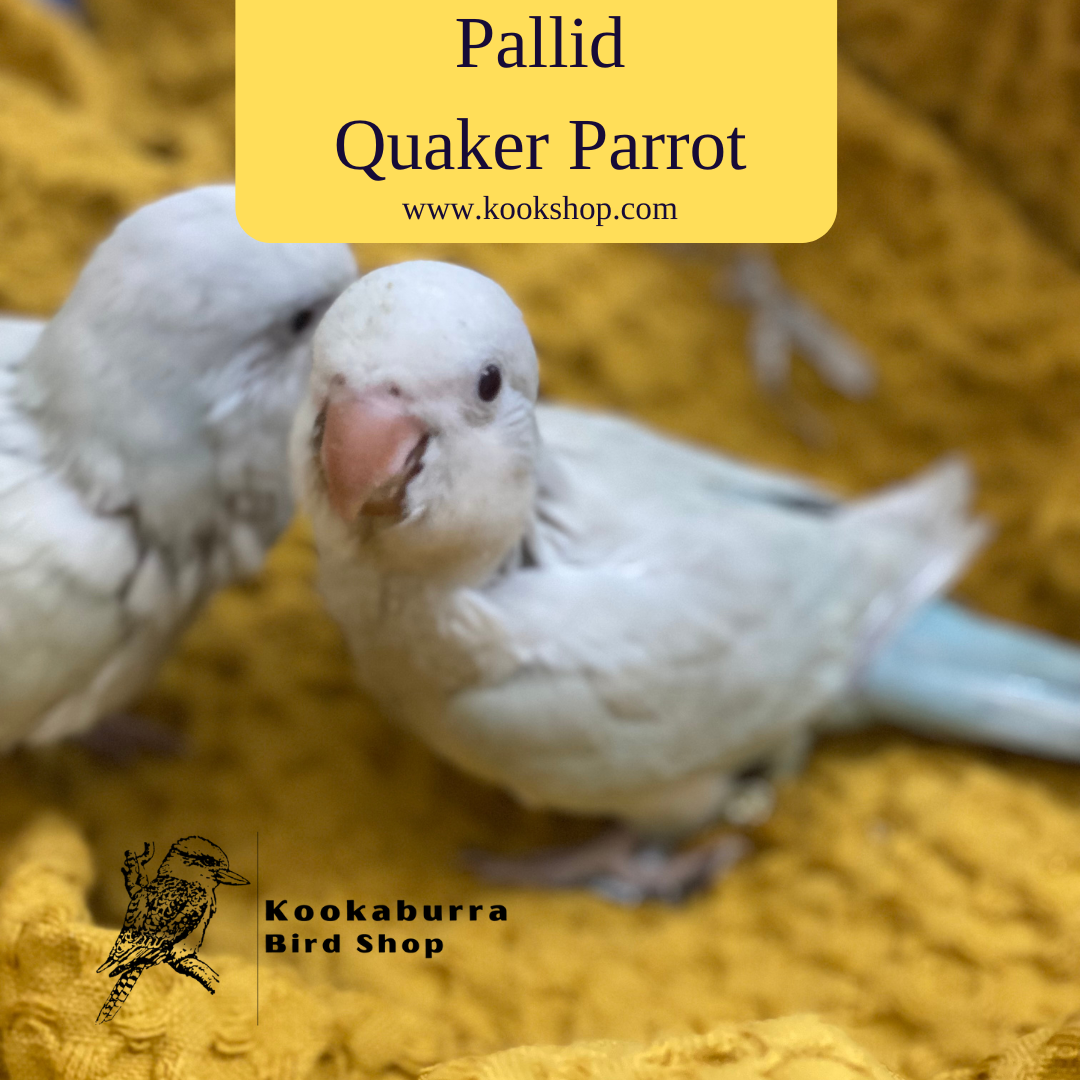 Pallid Quaker Parrot