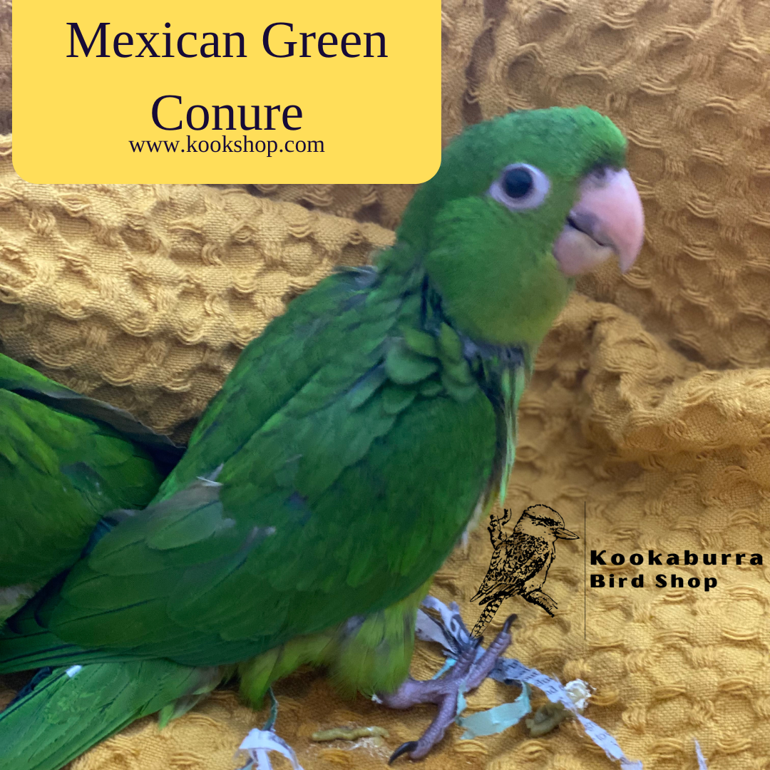 Mexican Green Conure