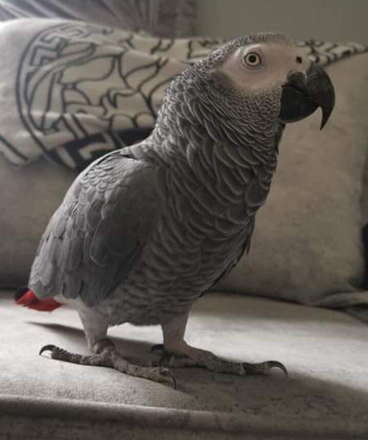 Male Baby African Gray Parrot