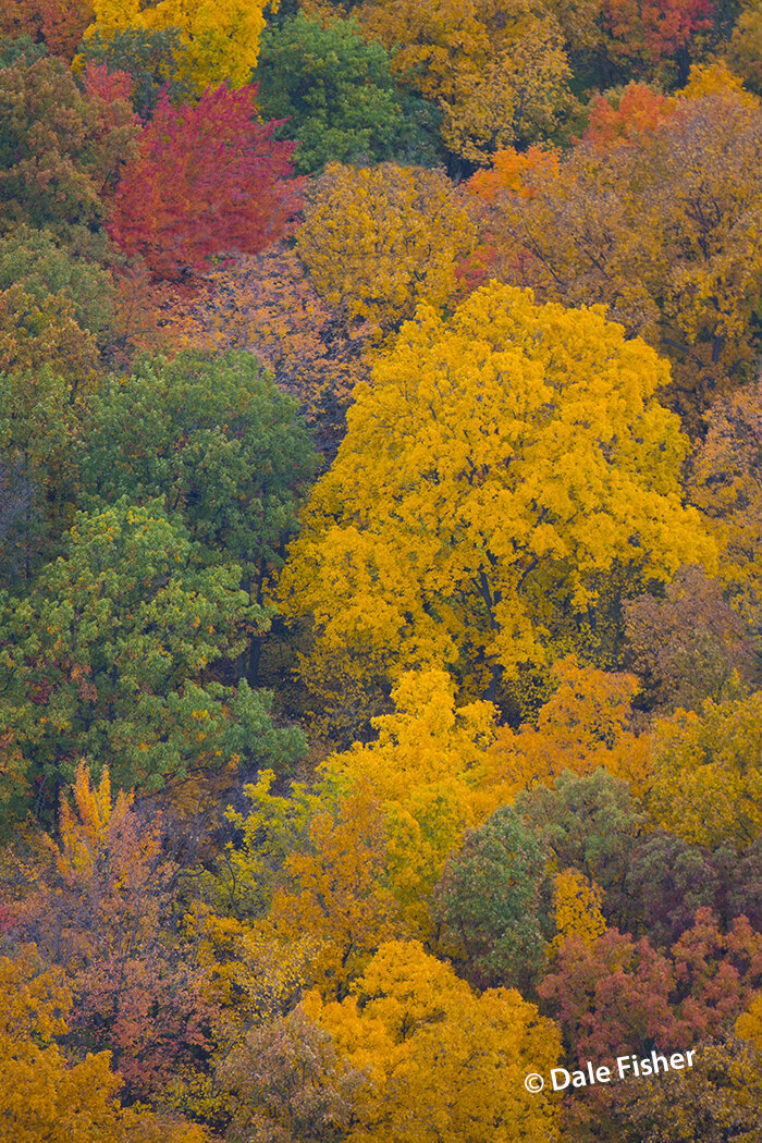 Fall Color Ablaze