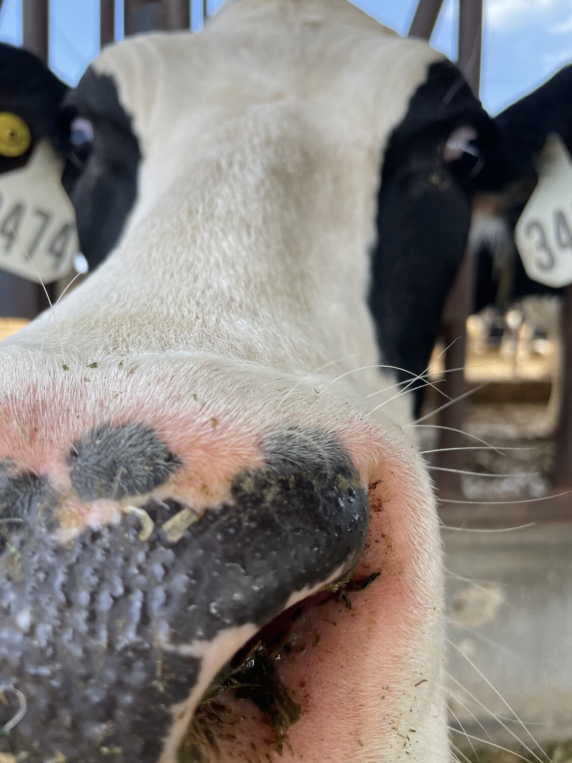 Returning Client Only Add On Somatic Cell Count Scc And Components Protein Butterfat