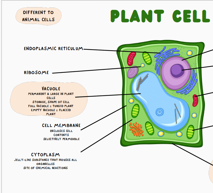 Grade 9 Natural Sciences Summary: Cells
