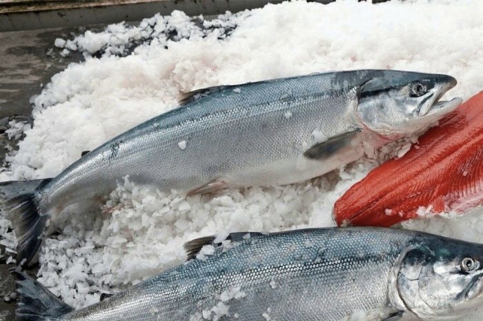 FRESH FISH • ** SHIPPING IS LIMITED ** (Local Pick-Up Only)