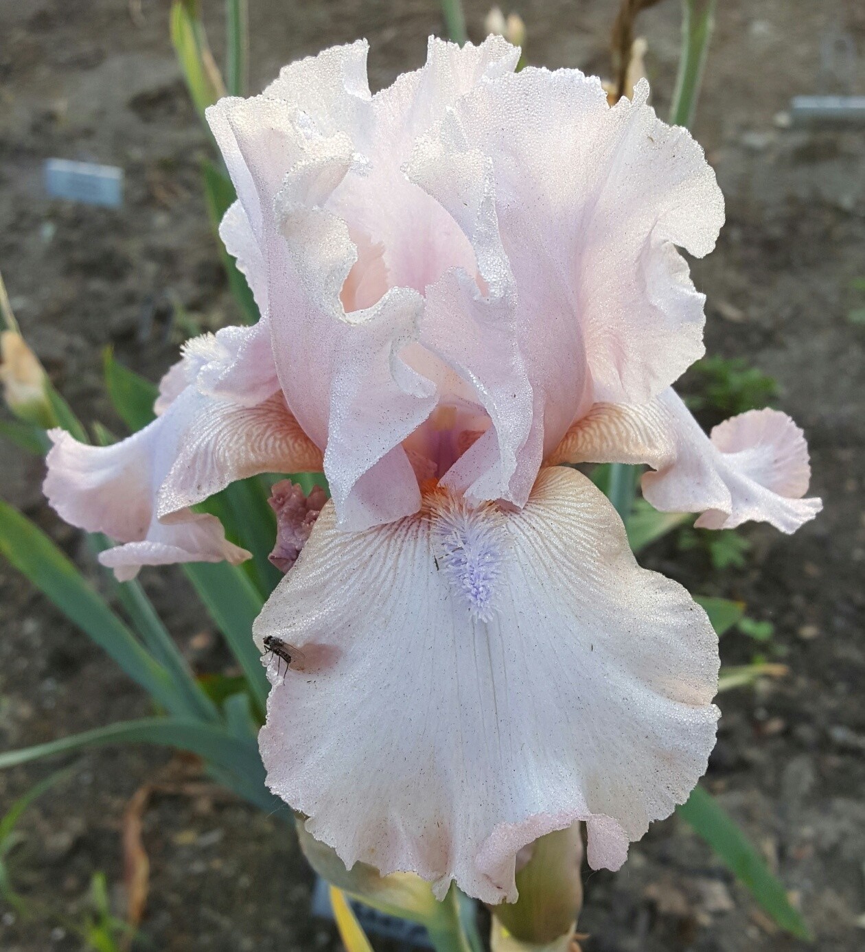 POWER POINT Tall Bearded Iris